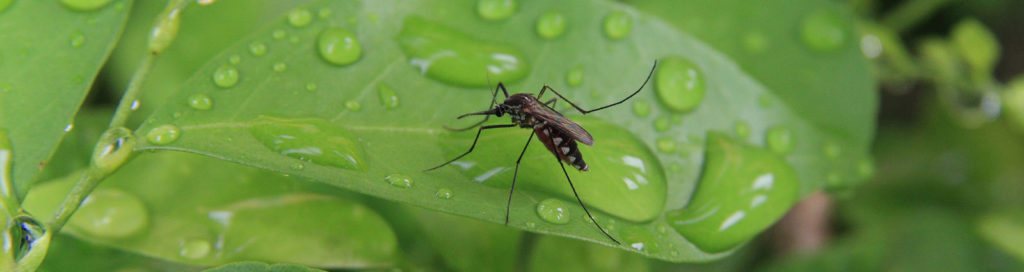 What Types of Pests are Plants Pests? - SOS Exterminating - Termite ...