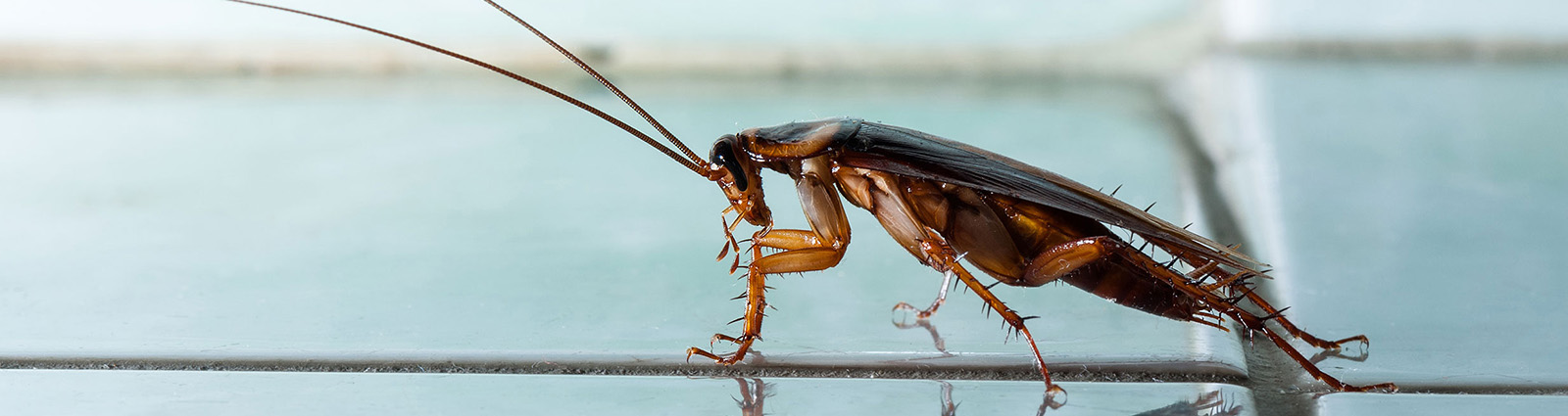 Cockroach Exterminators – Control & Removal