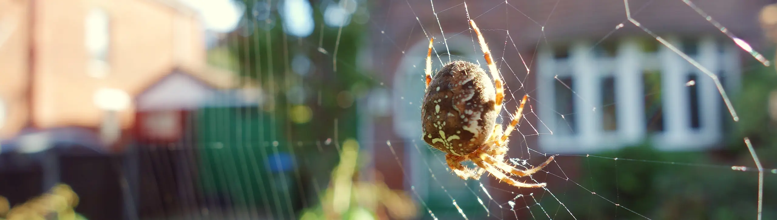 What Kinds of Spiders Live in Arizona? | SOS Exterminating
